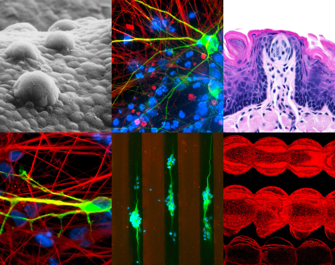 Stem Cell FAQs | Regenerative Bioscience Center